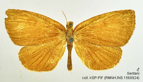 Papua Insects Foundation (Lepidoptera/Callidulidae/Agonis dymus)